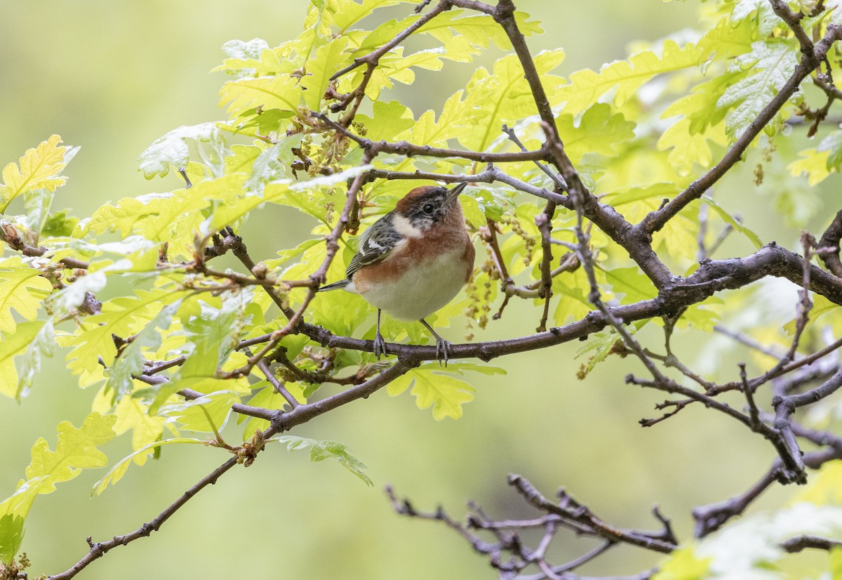 eBird Checklist - 19 May 2023 - Confluence of Pueblo and Acid Canyons ...