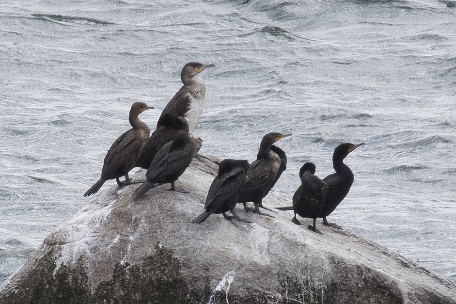 eBird Checklist - 8 May 2017 - Manomet Bird Observatory - 32 species