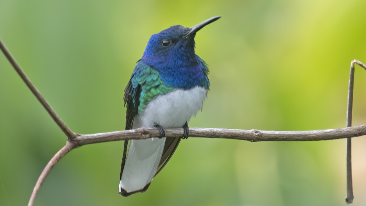 eBird Checklist - 11 Mar 2019 - Blanchisseuse Road - 52 species