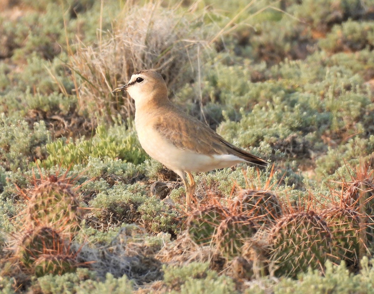 eBird Checklist - 18 May 2023 - Gyp Springs Rd - 7 species