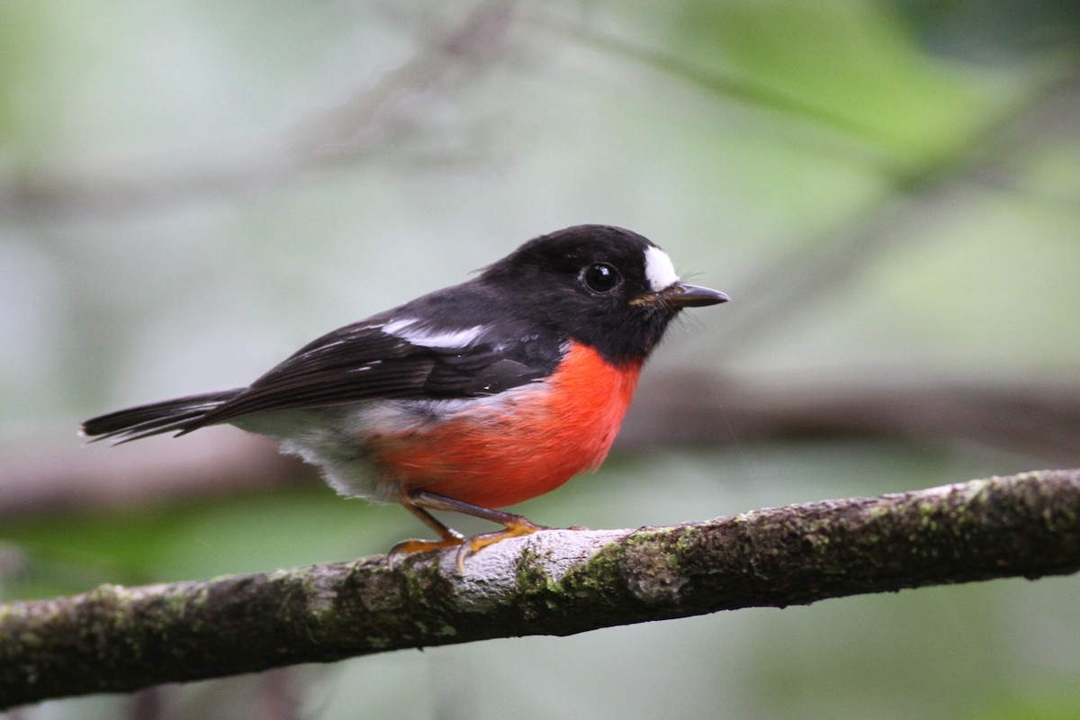 Pacific Robin - Petroica pusilla - Birds of the World