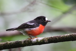 Pacific Robin - Petroica pusilla - Birds of the World
