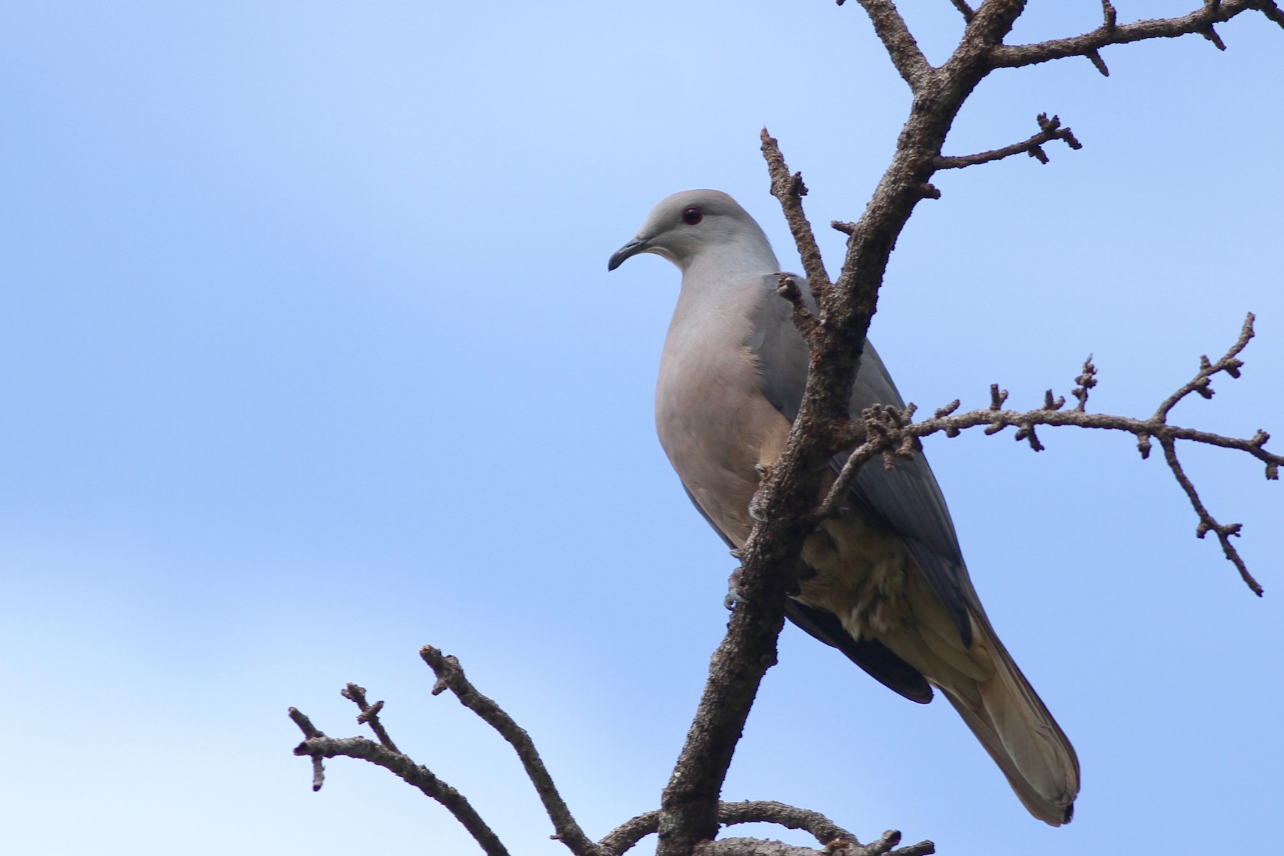 Peale's Imperial-Pigeon - eBird