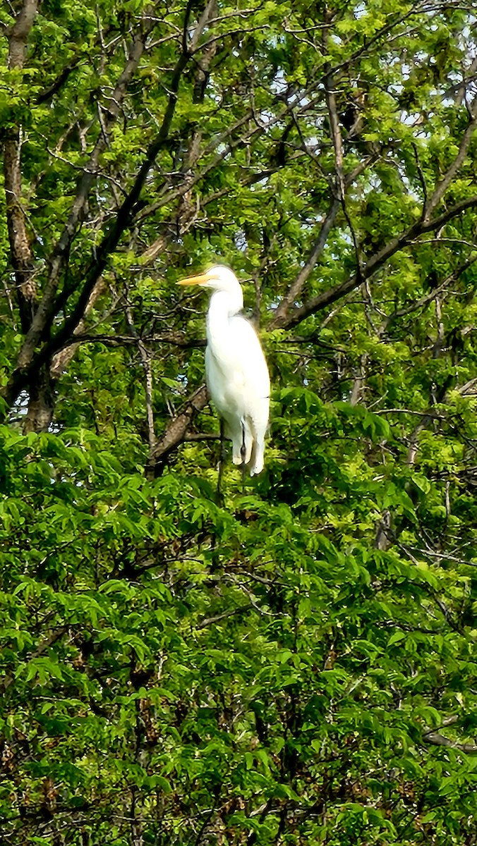 eBird Checklist - 19 May 2023 - Summit Lake SRA - 27 species