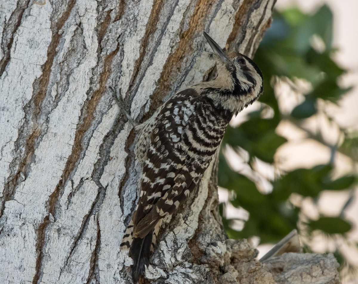 eBird Checklist - 19 May 2023 - Big Morongo Canyon Preserve - 32 ...
