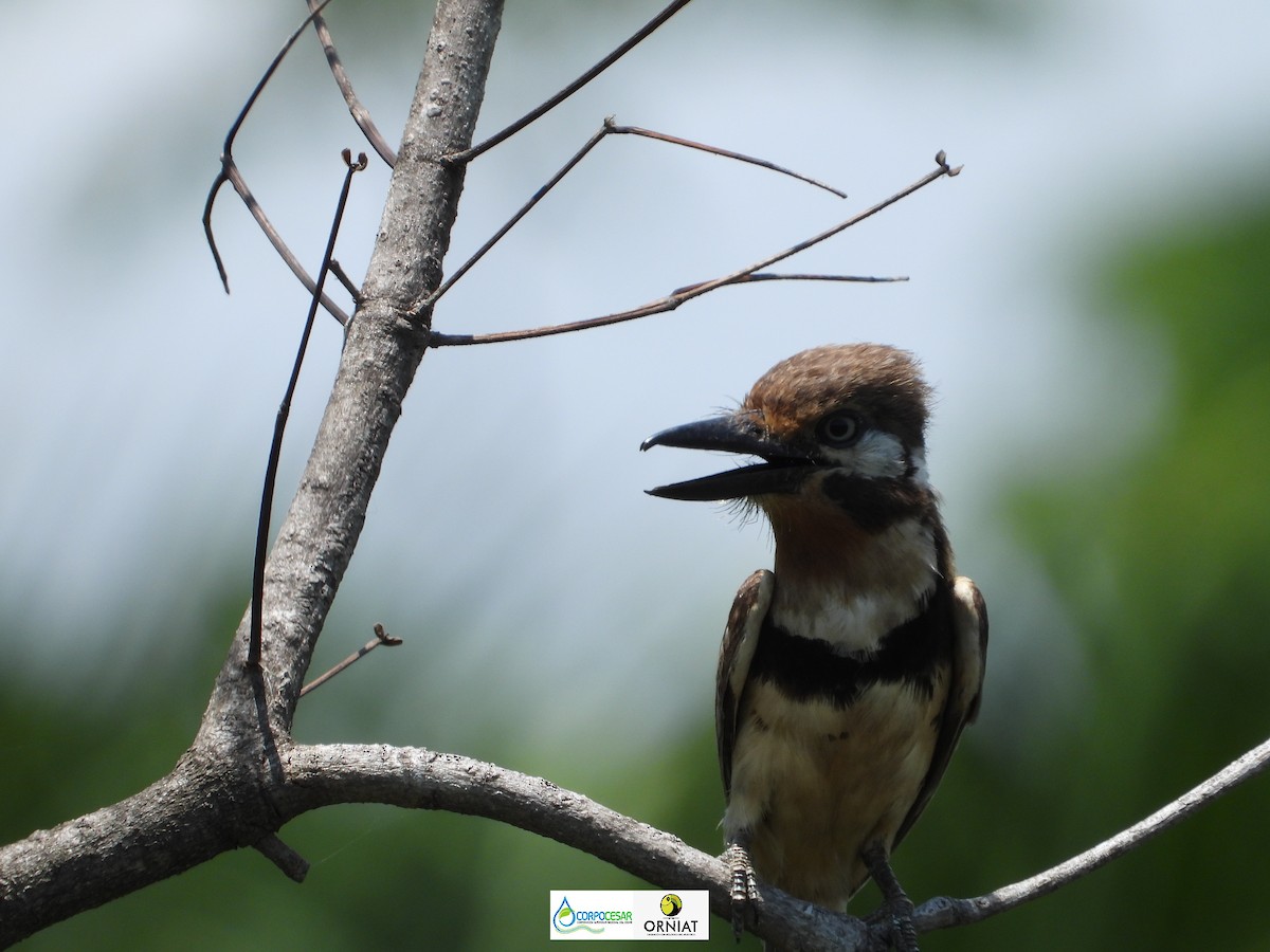 Russet-throated Puffbird - Hypnelus ruficollis - Media Search ...