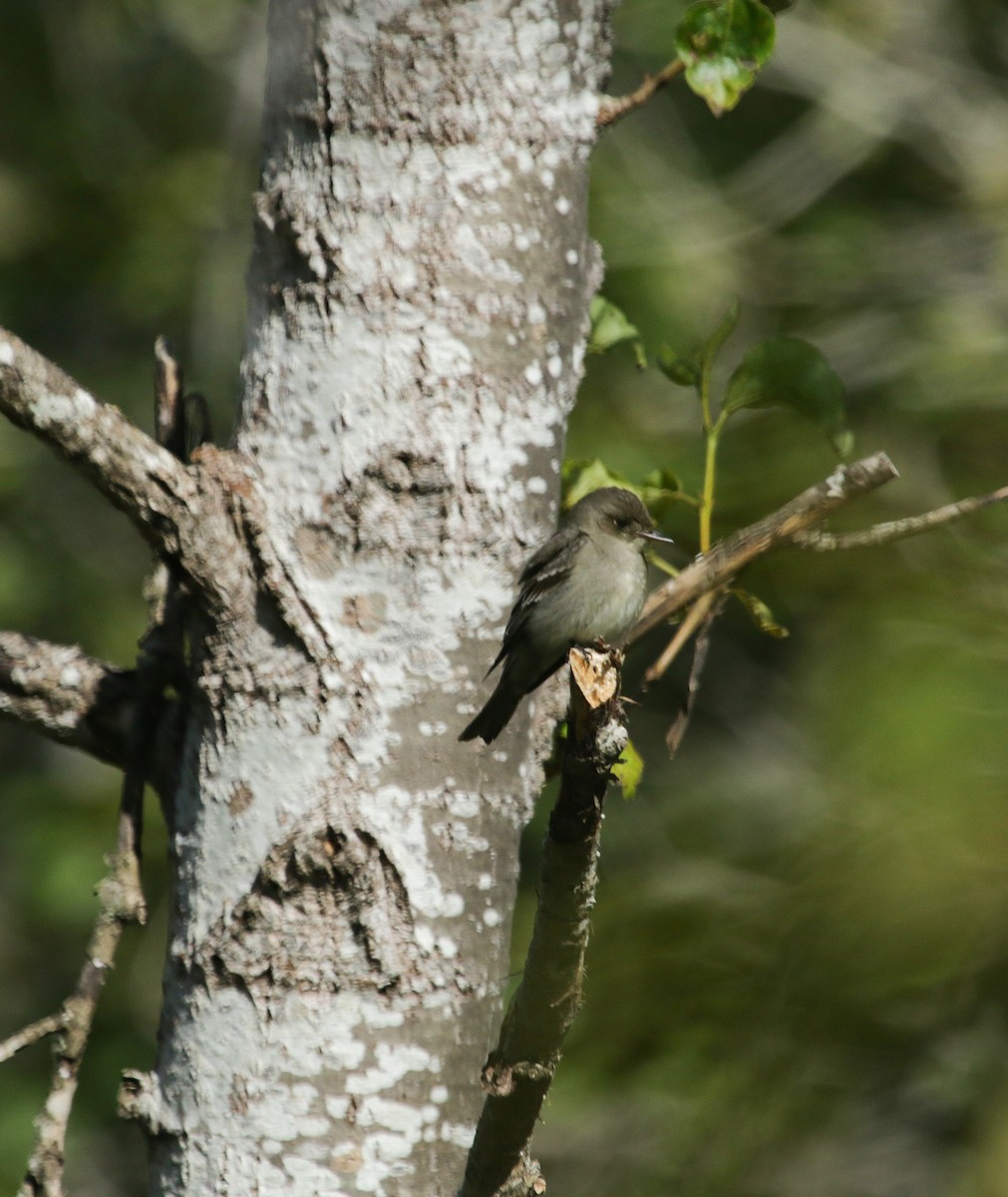 eBird Checklist - 18 May 2023 - Palo Corona RP--Rancho Cañada & South ...