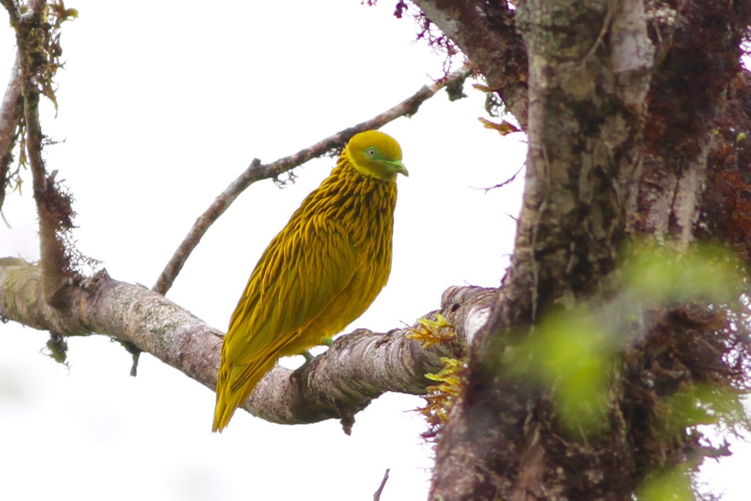 Golden Dove - eBird