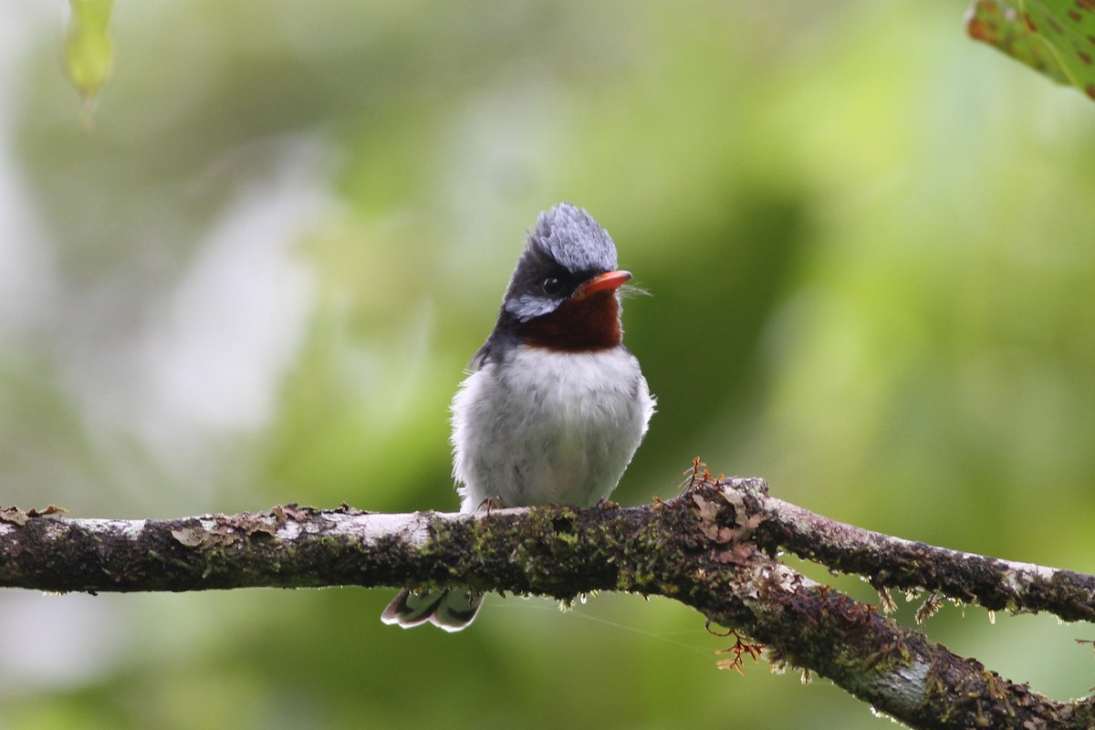 Chestnut-throated Flycatcher - Myiagra castaneigularis - Birds of the World