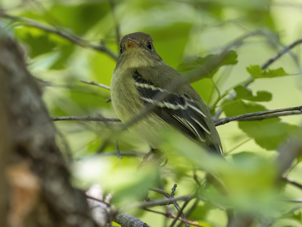 eBird Checklist - 19 May 2023 - Swanson Yard - 28 species