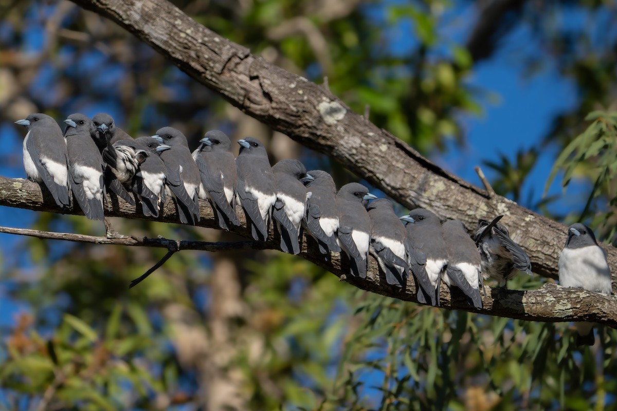 eBird Checklist - 20 May 2023 - Sandy Camp Road Wetlands - 48 species