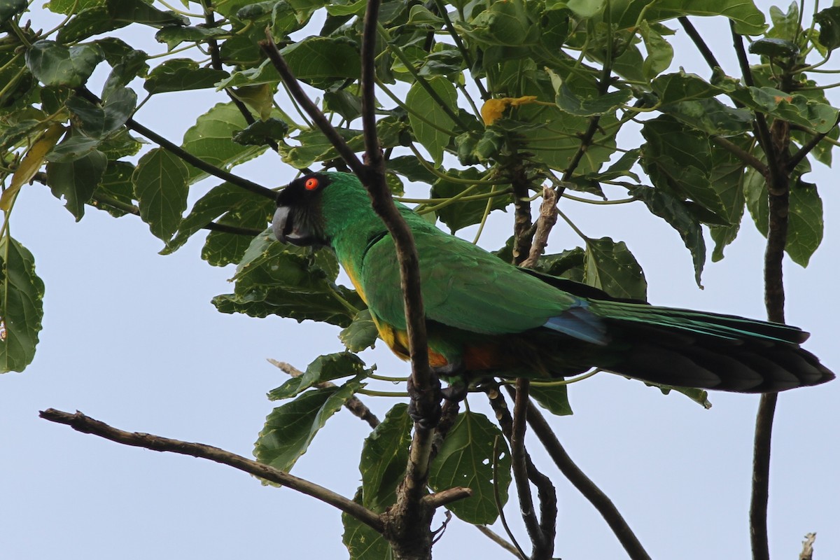 Masked Shining-Parrot - Prosopeia personata - Birds of the World