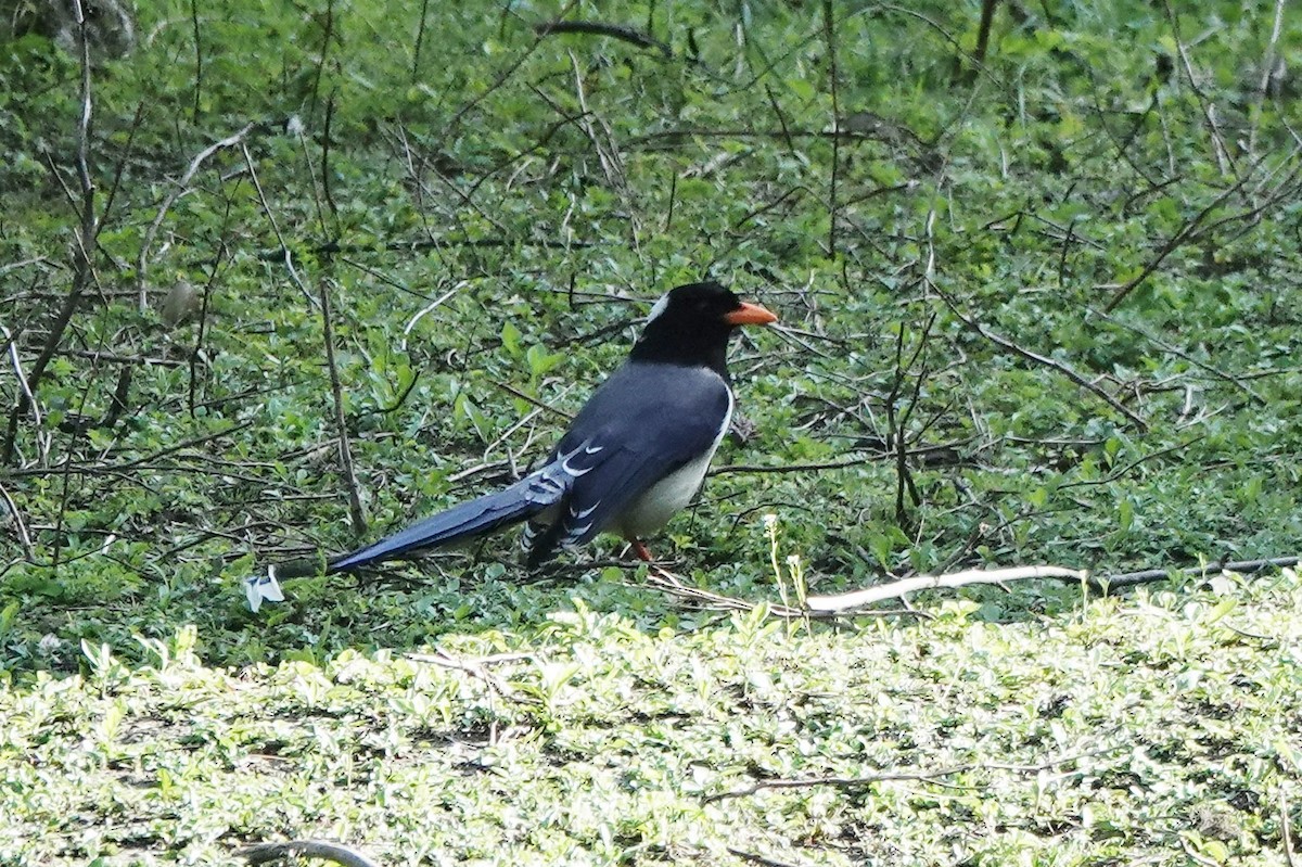 eBird Checklist - 13 May 2023 - Bah Village, Kullu dt - 25 species