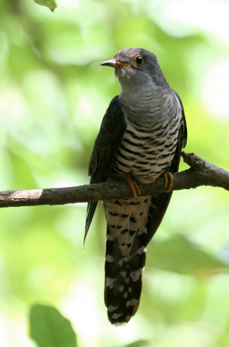 eBird Checklist - 20 May 2023 - National Botanical Garden (Dhaka) - 48 ...