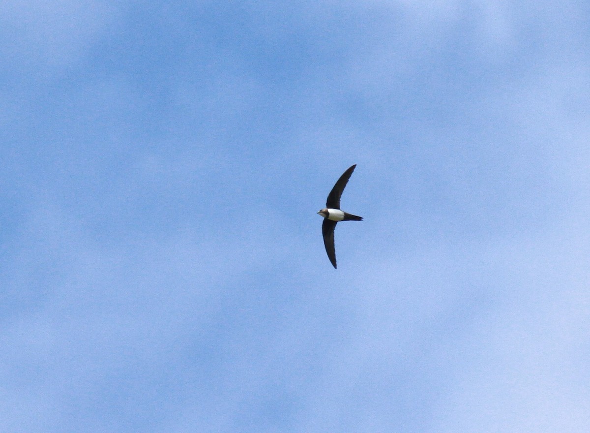 eBird Checklist - 20 May 2023 - Nules--El Pou - 3 species