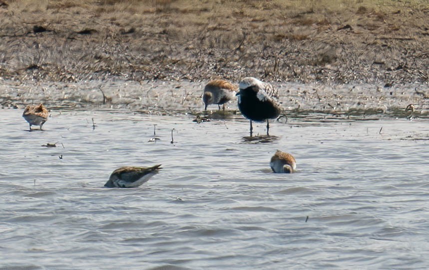 eBird Checklist - 18 May 2023 - Howard Marsh Metropark - 20 species