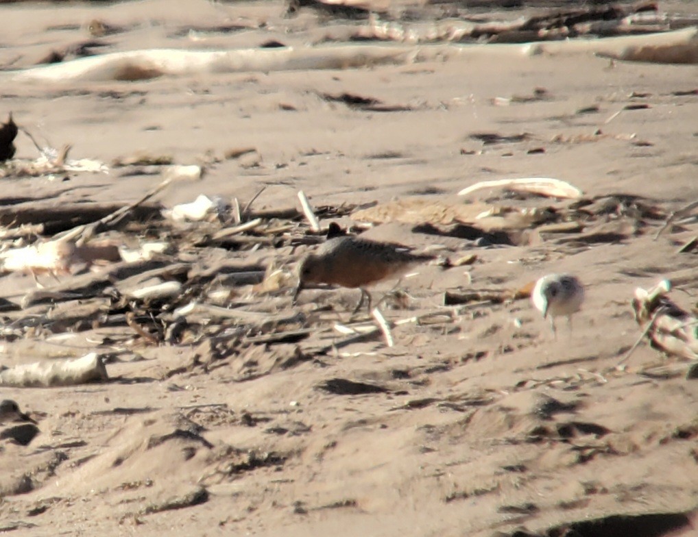 eBird Checklist - 20 May 2023 - Park Point--Minnesota Point (migration ...