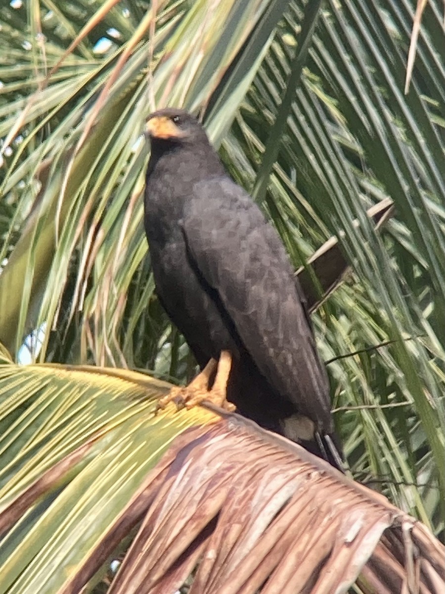 eBird Checklist - 20 May 2023 - Tortuguero--Playa Norte - 65 species