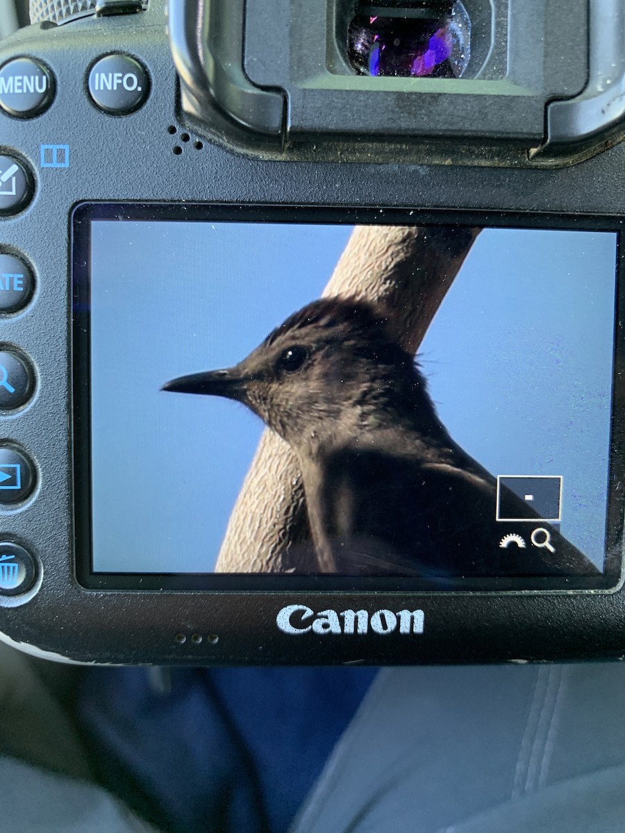 eBird Checklist - 20 May 2023 - Miller's Rest Stop - 28 species (+1 ...