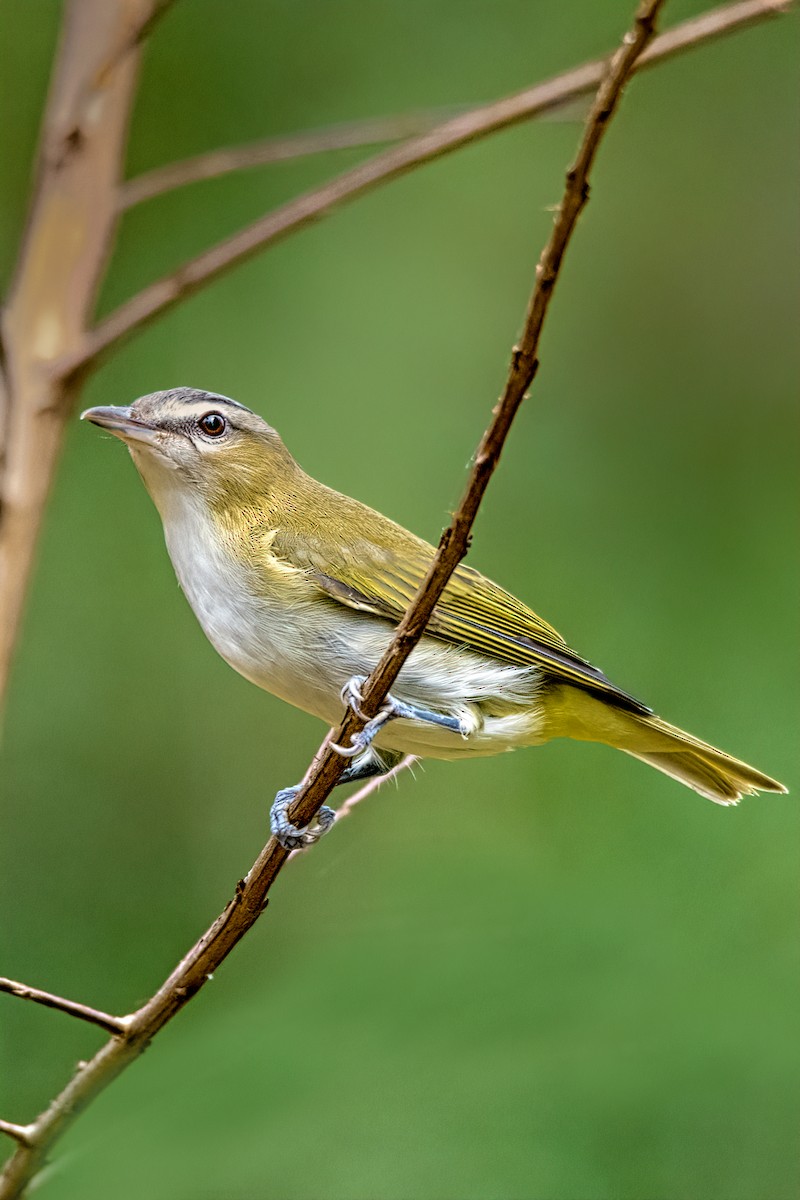 eBird Checklist - 15 Oct 2019 - My Wildlife Sanctuary - 2 species