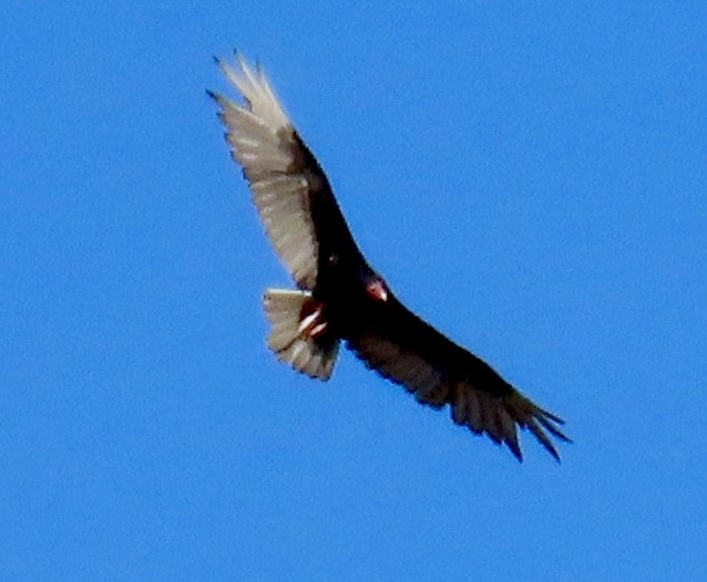 eBird Checklist - 20 May 2023 - Salt River--Foxtail/Sheeps Crossing ...
