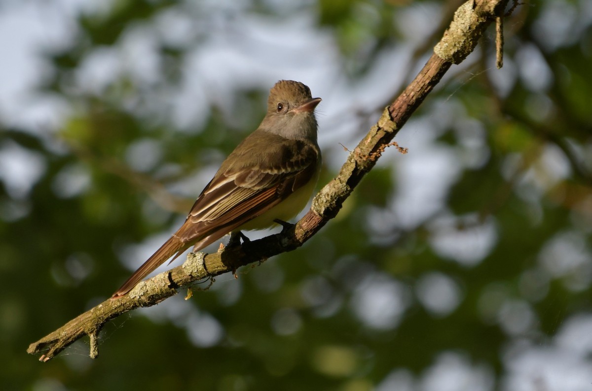 eBird Checklist - 15 May 2023 - Silver Lake Park/Nature Center - 71 species