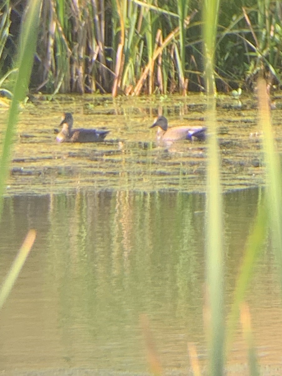 eBird Checklist - 20 May 2023 - Ferrari Ranch Ponds - 40 species