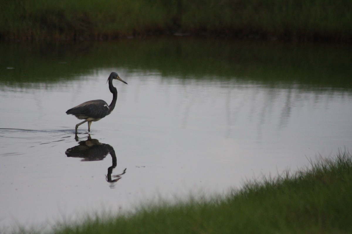 eBird Checklist - 20 May 2023 - Mullet Lake Park - 30 species