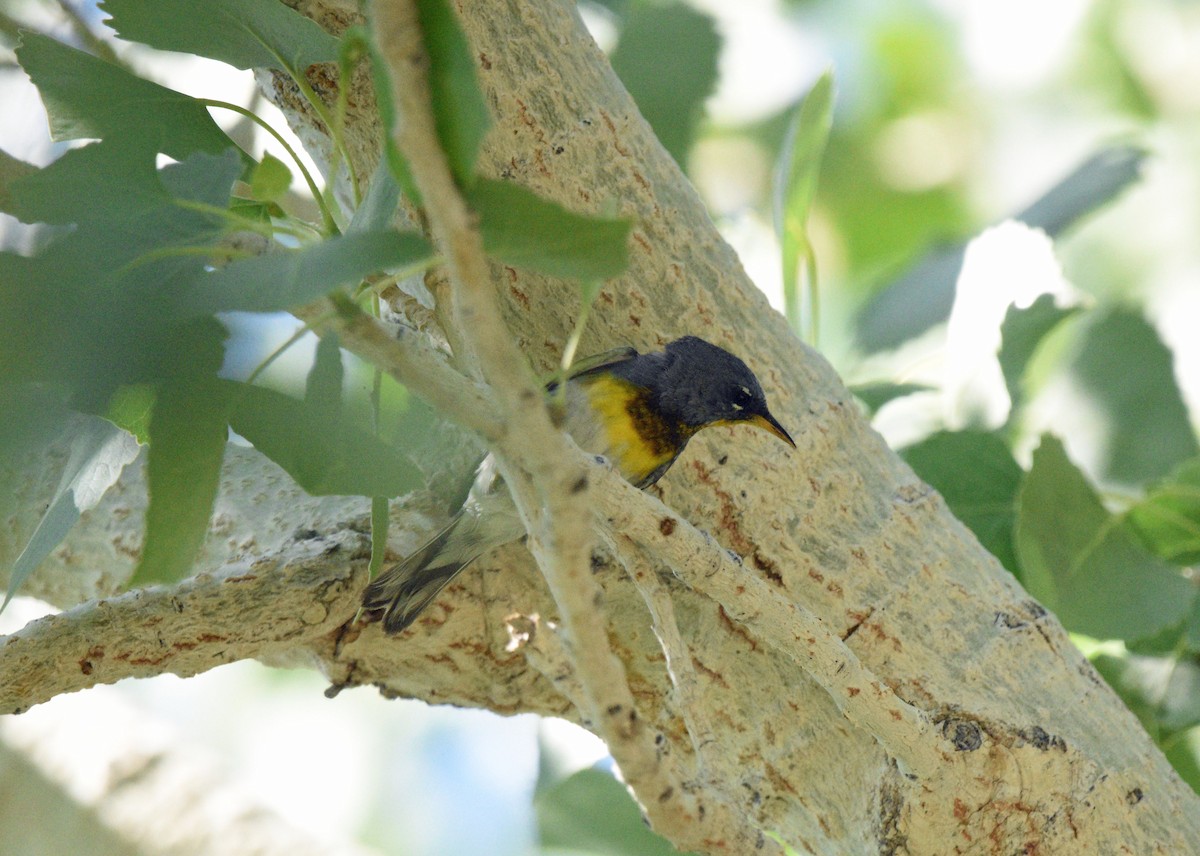 eBird Checklist - 19 May 2023 - Piute Ponds (permit required) - 1 species