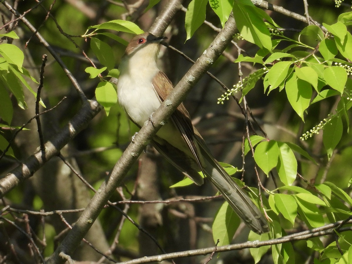 eBird Checklist - 20 May 2023 - Tamarack Nature Center - 50 species