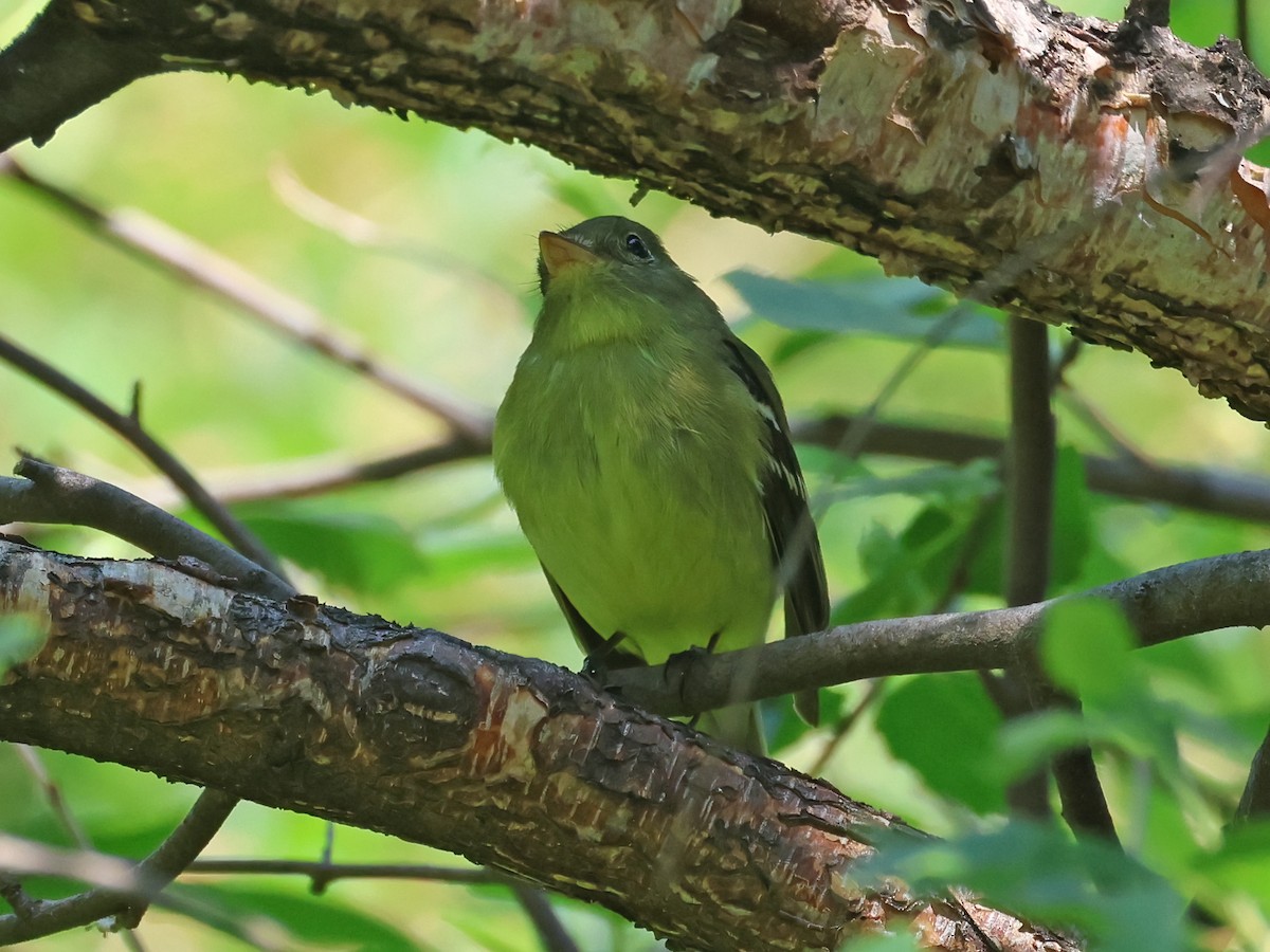 eBird Checklist - 20 May 2023 - Swanson Yard - 27 species