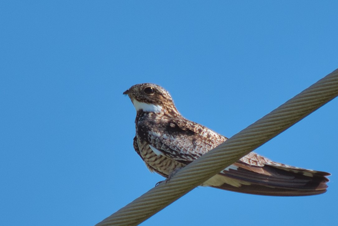 eBird Checklist - 19 May 2023 - Galveston--Settegast Rd. (UTC 067) - 33 ...