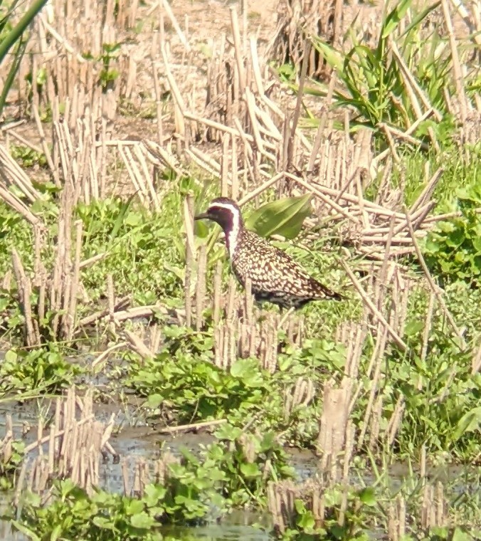 eBird Checklist - 20 May 2023 - Shillapoo Lake - 22 species