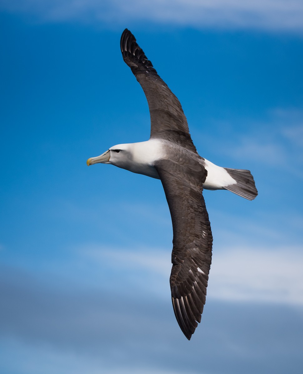 eBird Checklist - 29 Jan 2023 - Kaikoura--offshore--Albatross Encounter ...