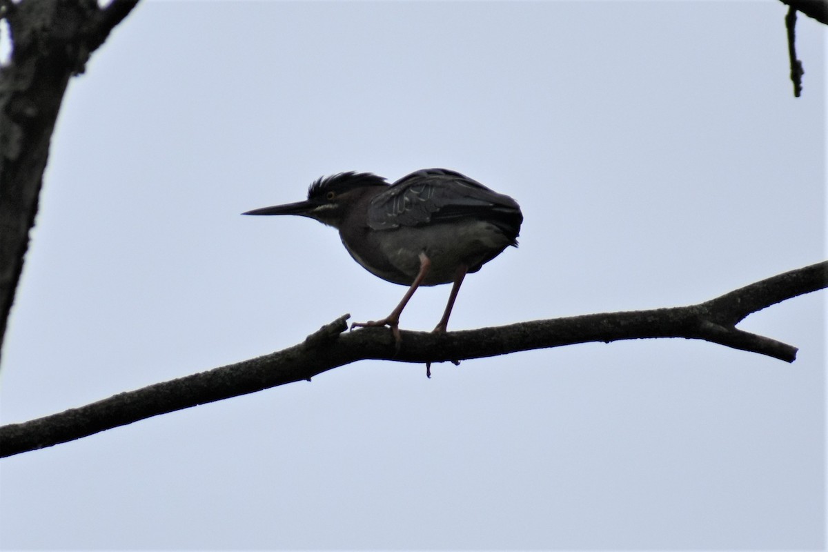 eBird Checklist - 20 May 2023 - Chippewa Nature Center - 81 species (+1 ...