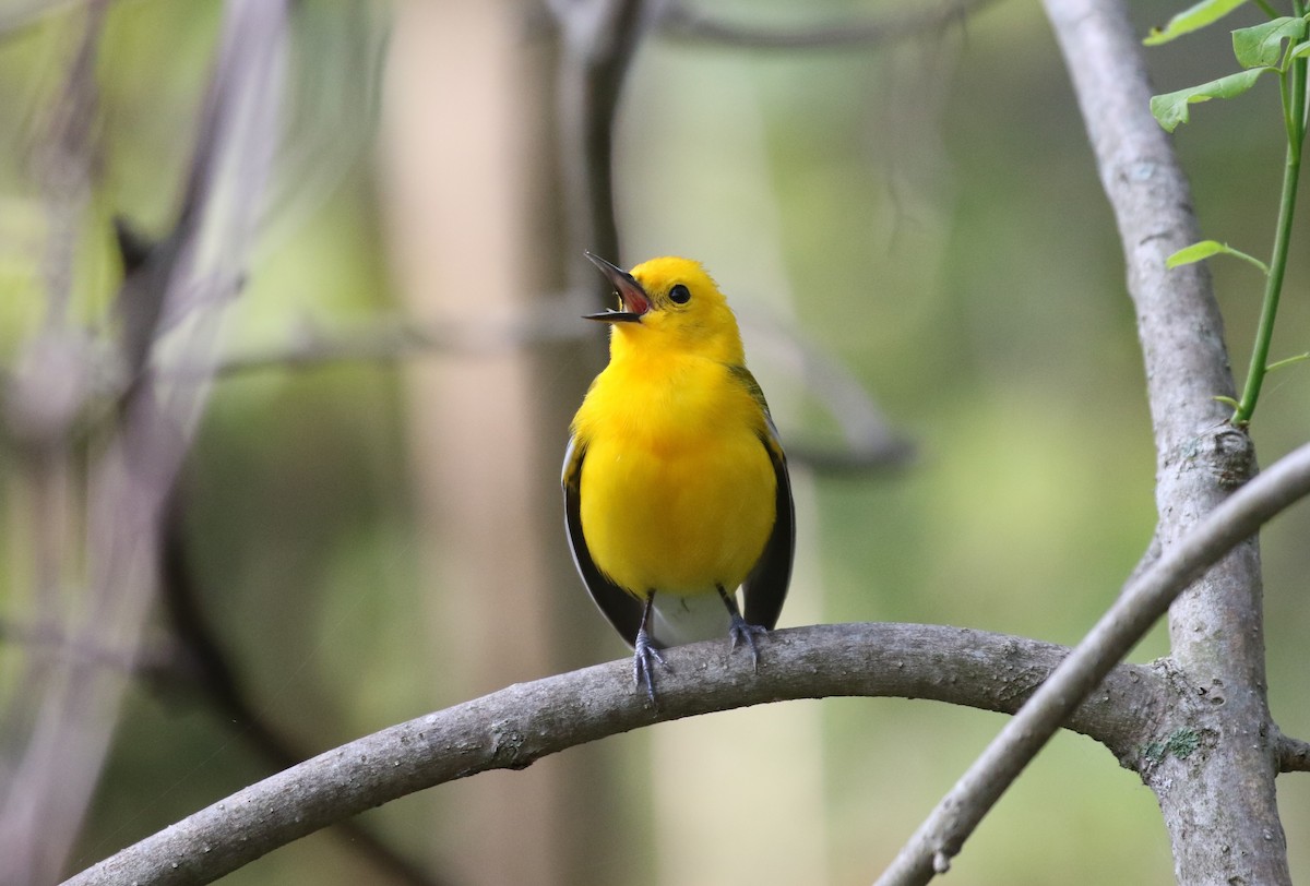 eBird Checklist - 20 May 2023 - Magee Marsh--Boardwalk - 32 species