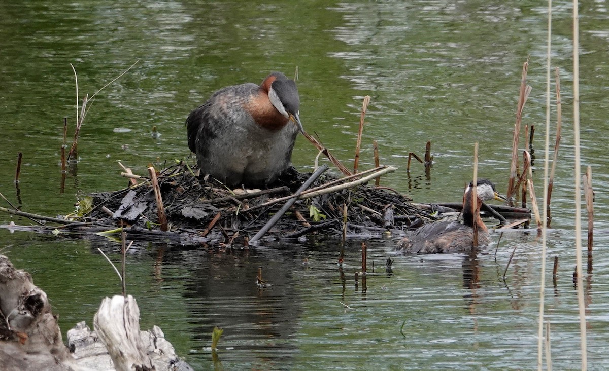 eBird Checklist - 20 May 2023 - Tommy Thompson Park - 19 species