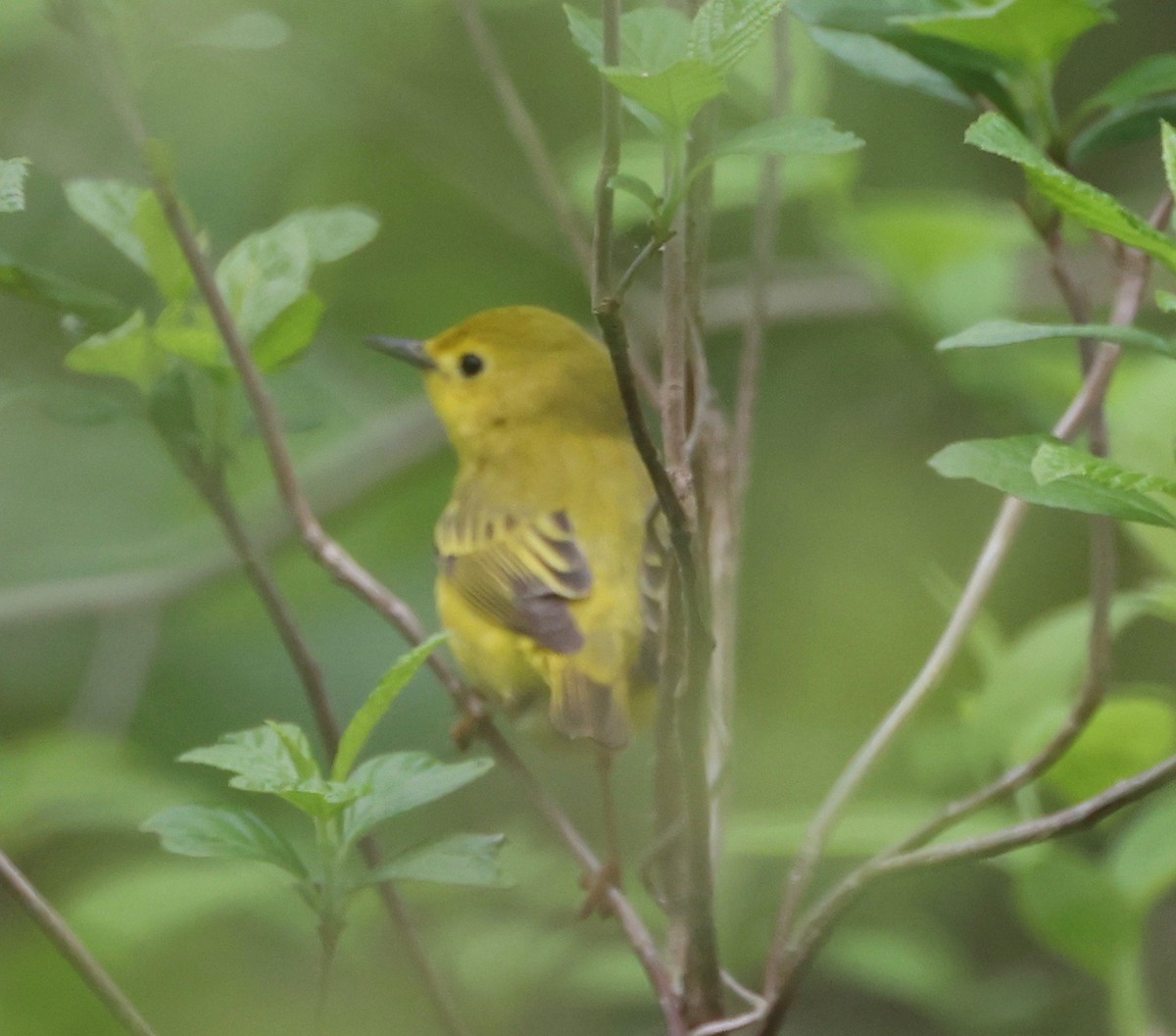 Mass Audubon eBird Checklist - 20 May 2023 - Mashpee NWR--Johns Pond ...