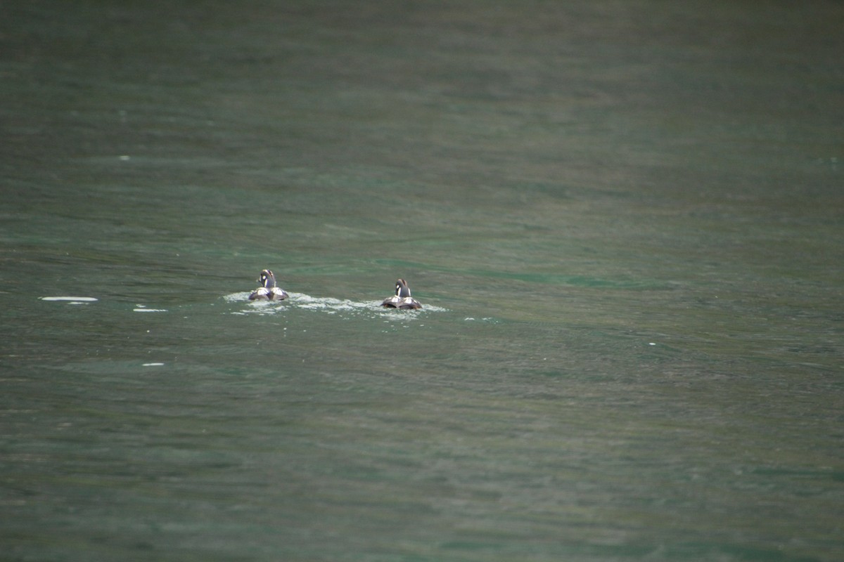 eBird Checklist - 19 May 2023 - Ford's Terror - 7 species