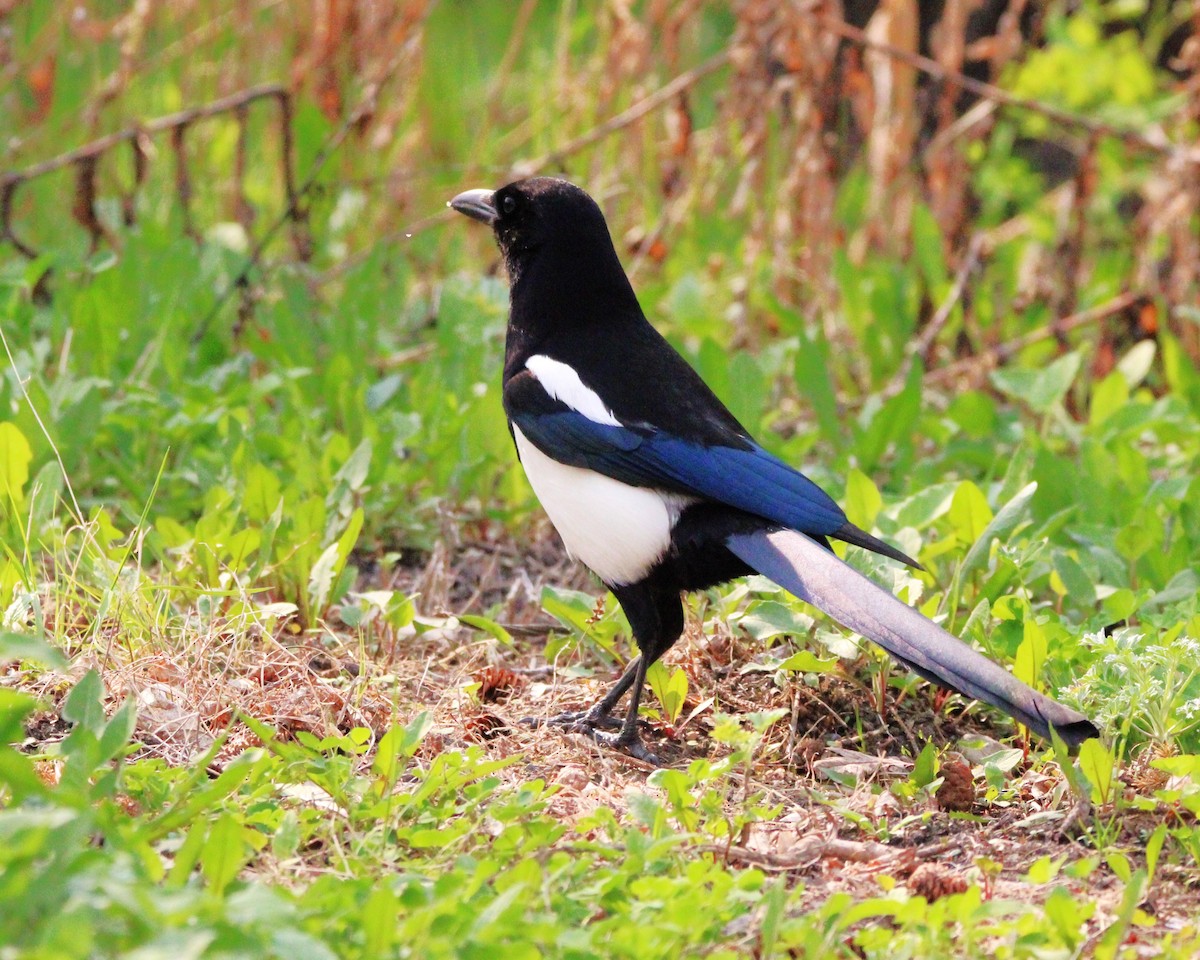eBird Checklist - 20 May 2023 - Erickson CA-MB and surrounding area ...