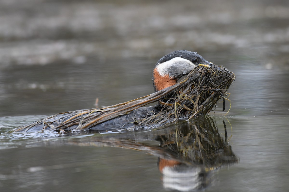 ML575192931 Red-necked Grebe Macaulay Library