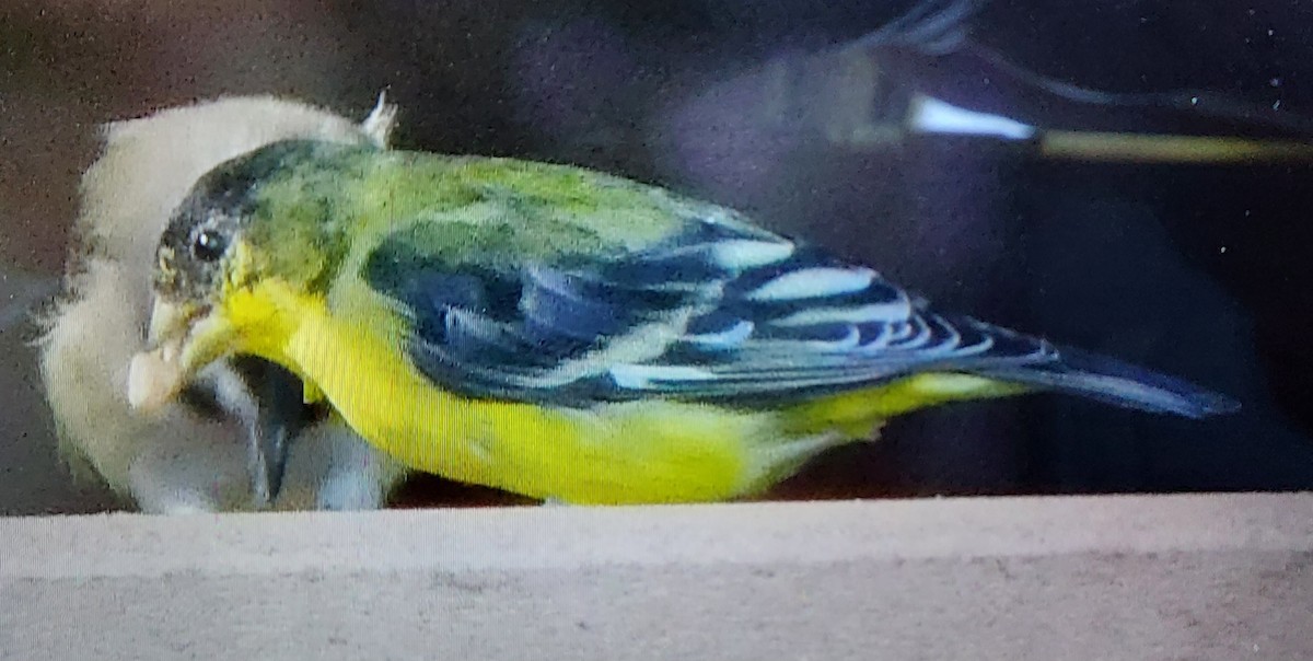 eBird Checklist - 14 May 2023 - stakeout Lesser Goldfinch, Ocala - 2023 ...