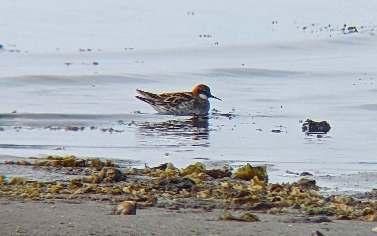 eBird Checklist - 21 May 2023 - Sandy Point - 1 species