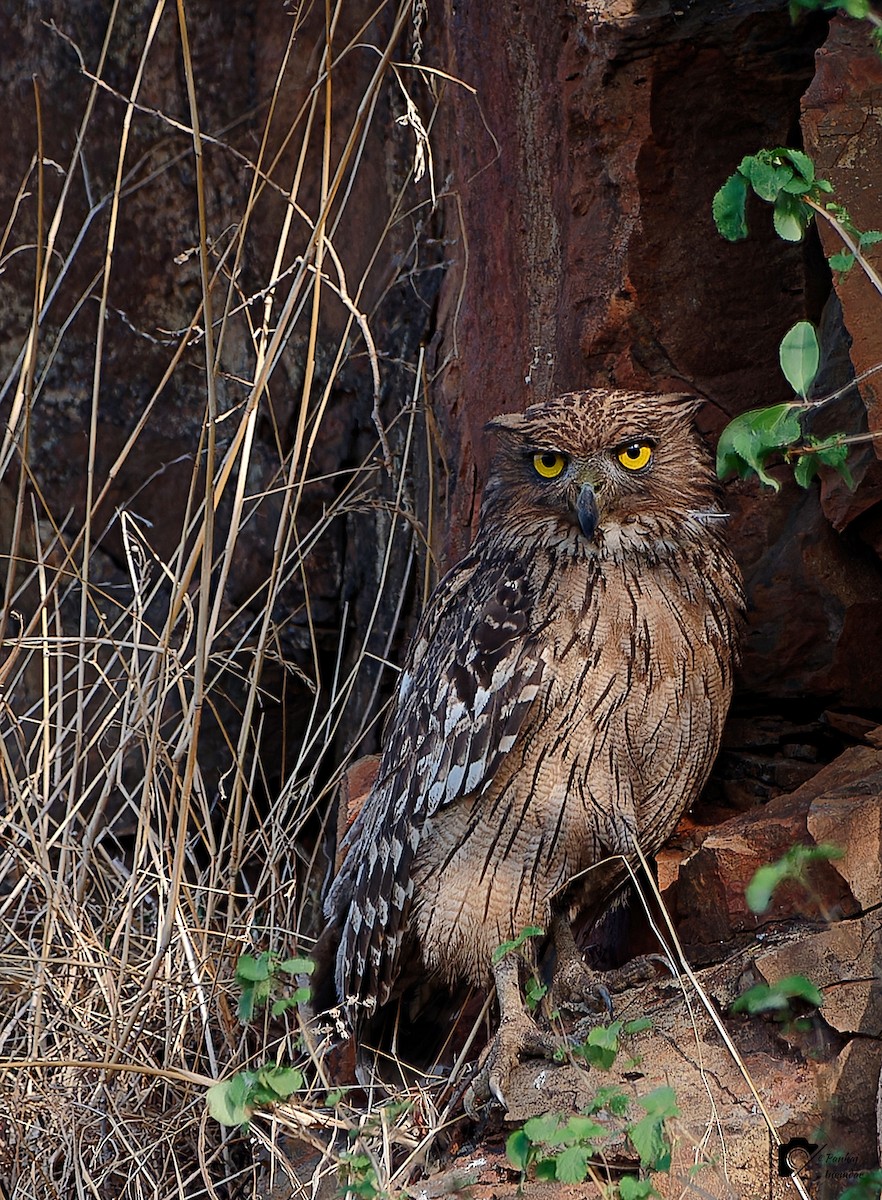 eBird Checklist - 21 May 2023 - Pabe ghat - 13 species