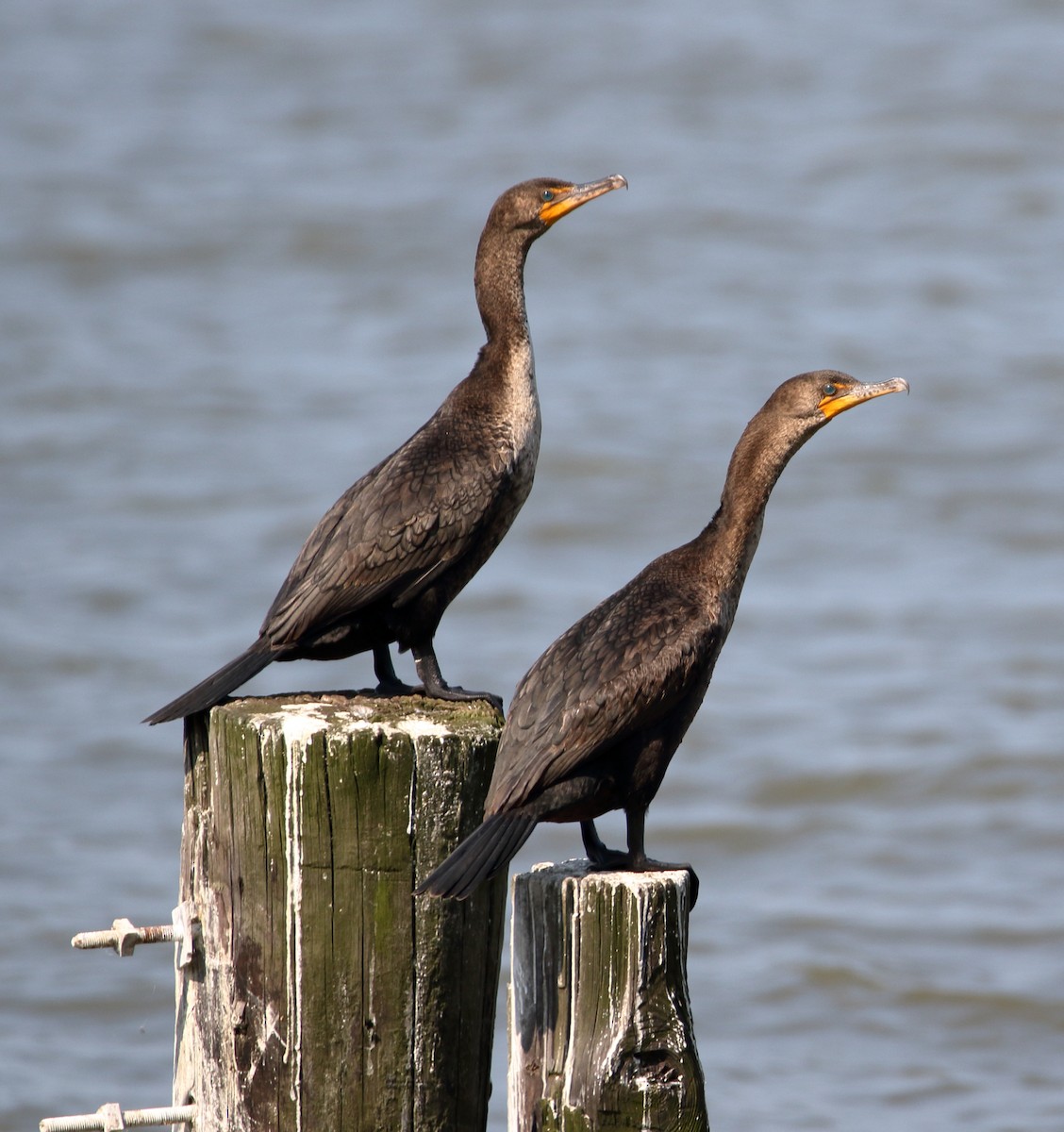 Maryland-DC Breeding Bird Atlas Checklist - 21 May 2023 - Constellation ...