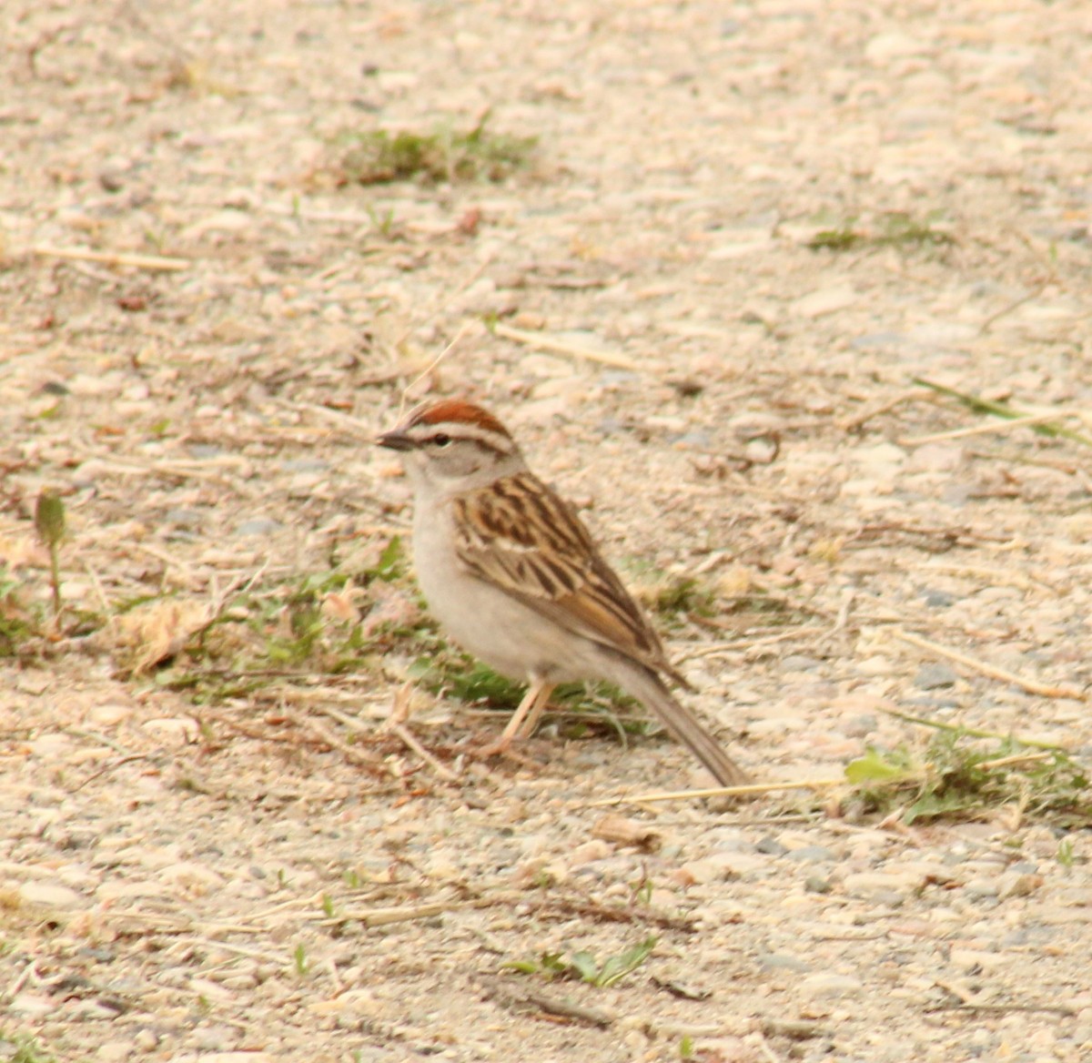 eBird Checklist - 21 May 2023 - SE1/4-33-3-12W 5 mi E of Glenora, Mb ...