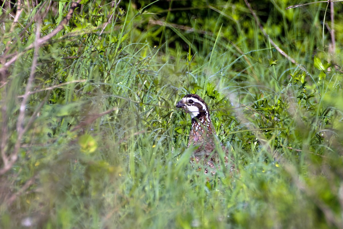 eBird Checklist - 20 May 2023 - King Ranch--Norias Division (Kenedy Co ...