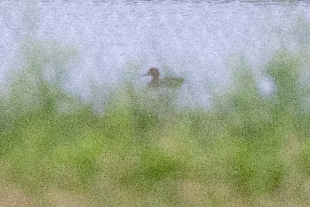 eBird Checklist - 21 May 2023 - Williamson CR 424 - 25 species