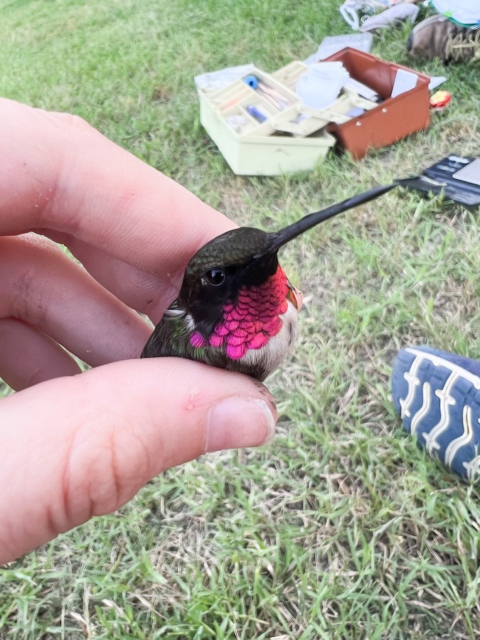 Ruby Throated X Black Chinned Hummingbird Hybrid Ebird