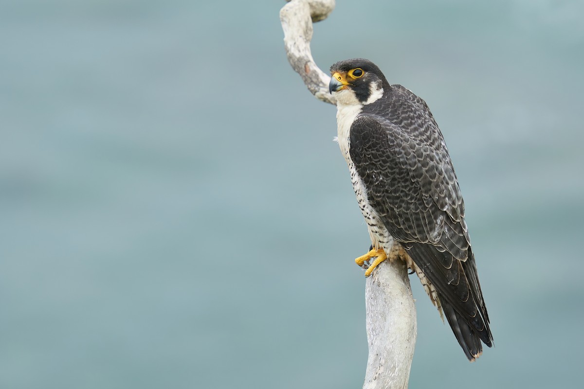 eBird Checklist - 20 May 2023 - Pt. Fermin - 13 species